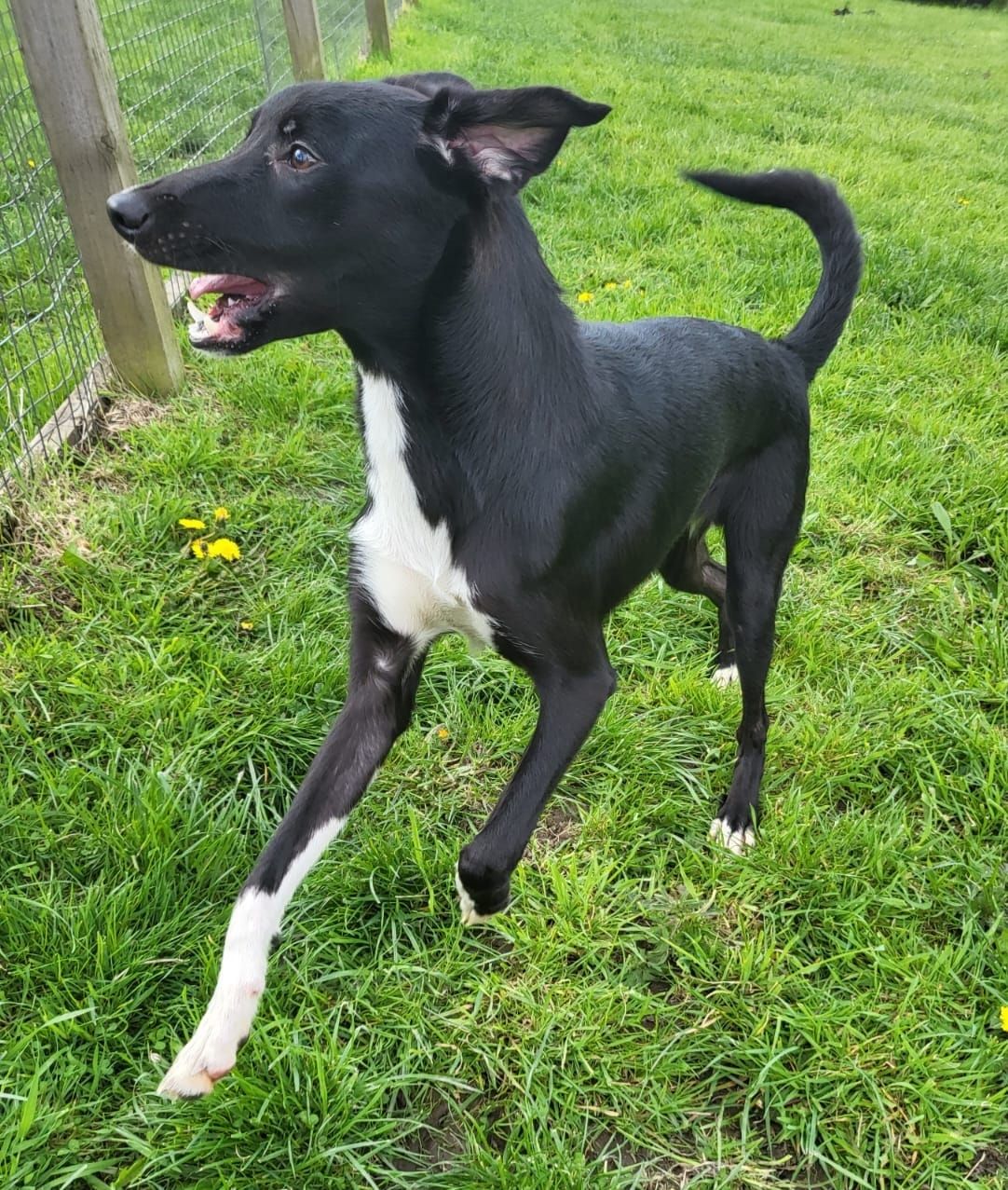 Dogs For Adoption in Sheffield | The Cliffe Kennels