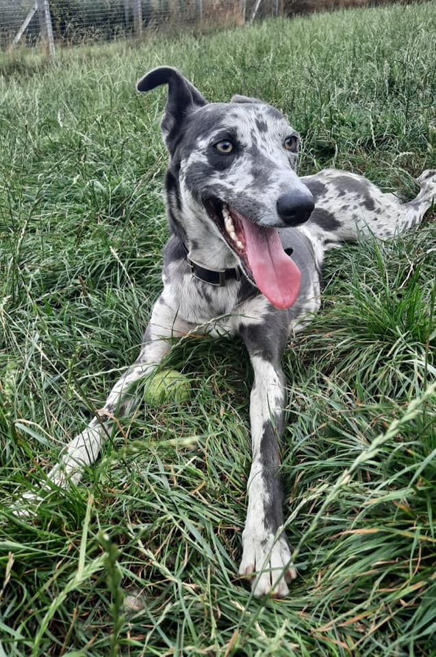 Dogs For Adoption in Sheffield | The Cliffe Kennels