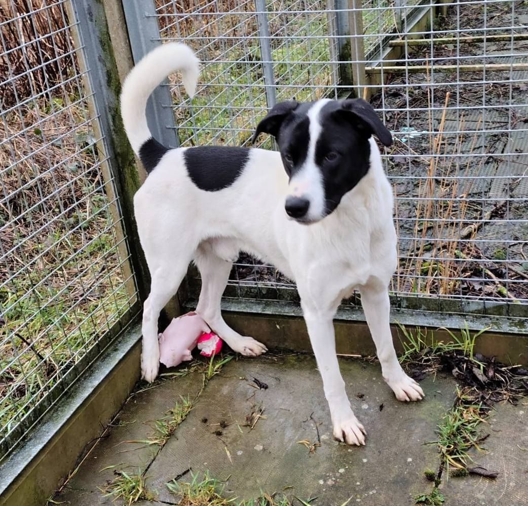Dogs For Adoption in Sheffield | The Cliffe Kennels