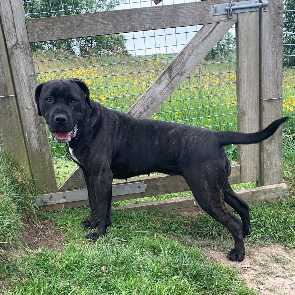 Dogs For Adoption in Sheffield | The Cliffe Kennels