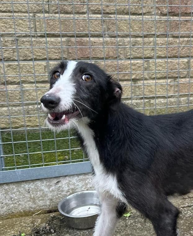 Dogs For Adoption in Sheffield | The Cliffe Kennels