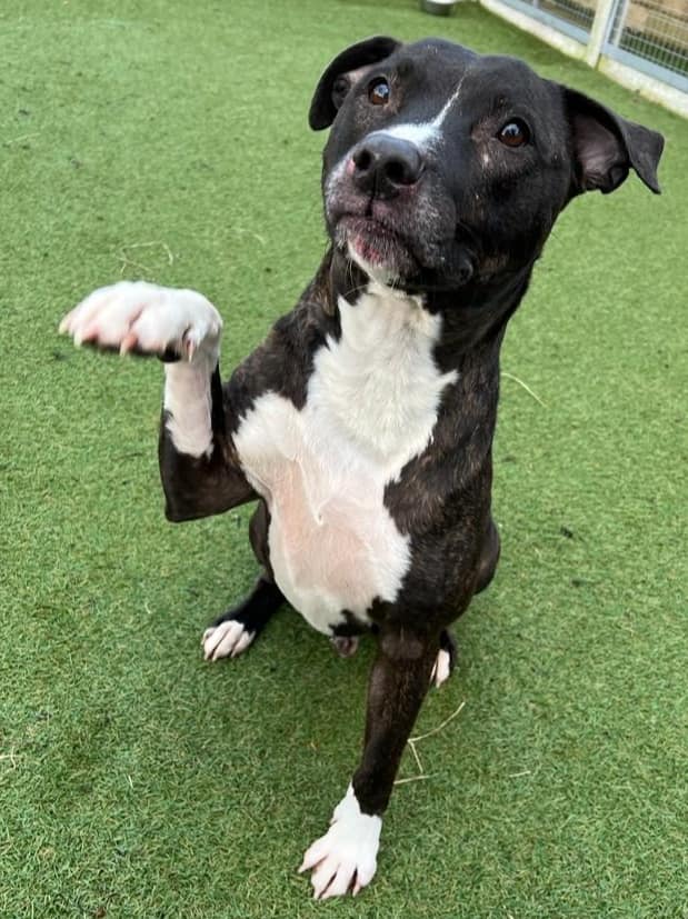 Dogs For Adoption in Sheffield | The Cliffe Kennels