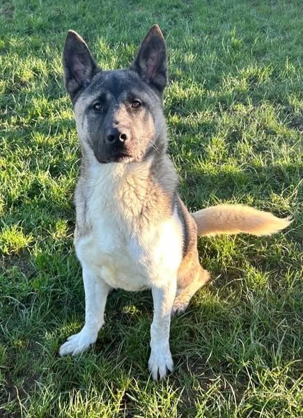 Dogs For Adoption in Sheffield | The Cliffe Kennels