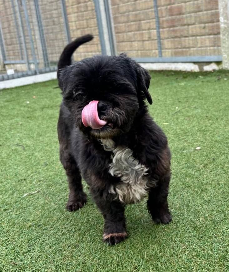 Dogs For Adoption in Sheffield | The Cliffe Kennels