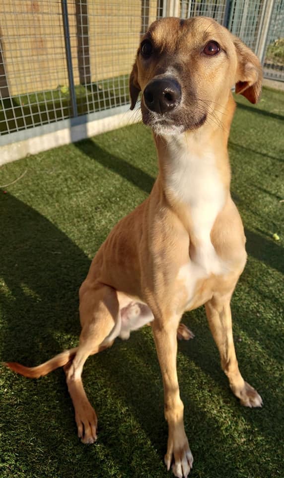 Dogs For Adoption in Sheffield | The Cliffe Kennels