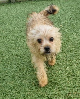 Boarding Kennels | The Cliffe Kennels