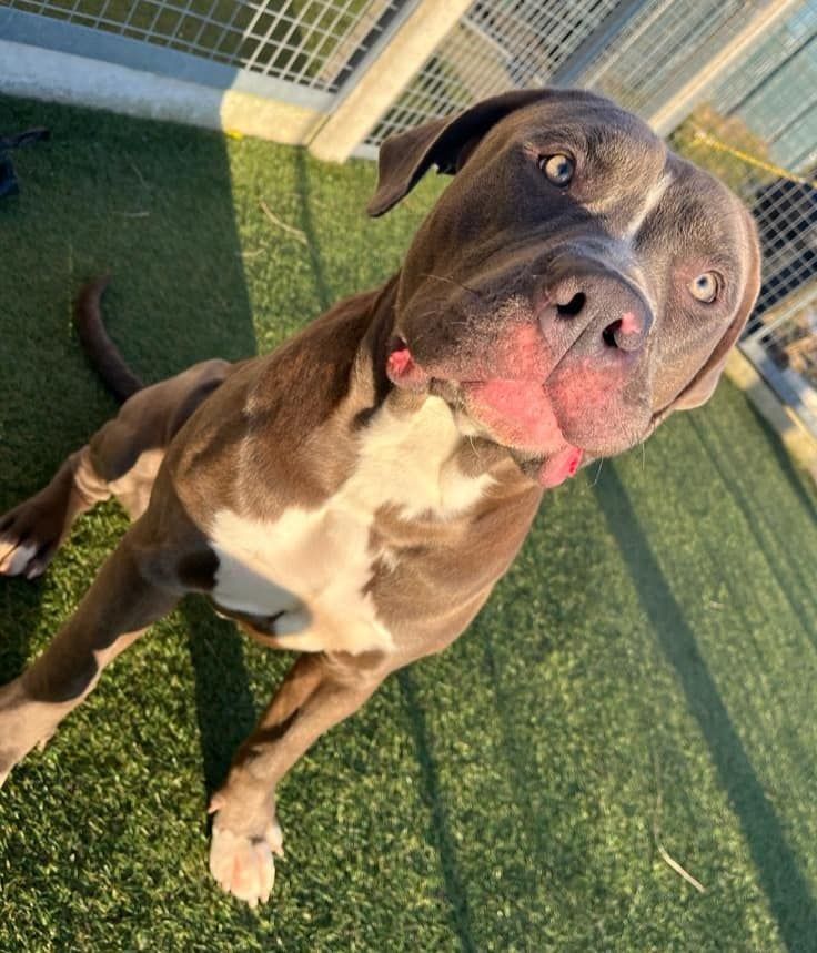 Dogs For Adoption in Sheffield | The Cliffe Kennels