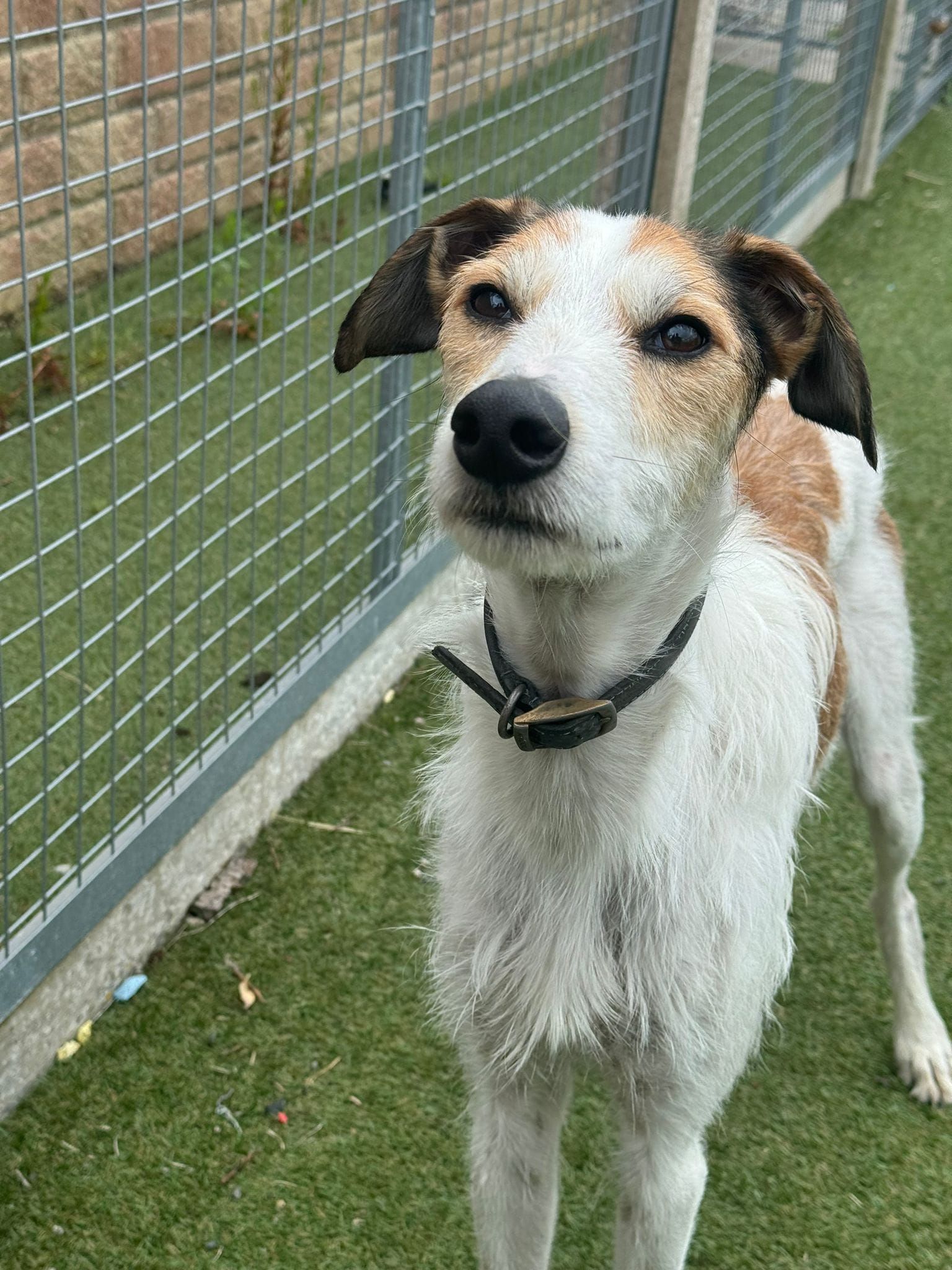 Dogs For Adoption in Sheffield | The Cliffe Kennels