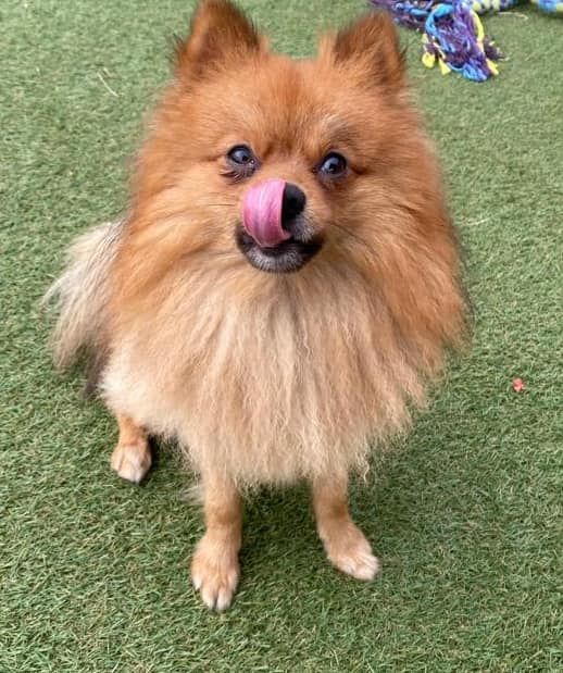 Dogs For Adoption in Sheffield | The Cliffe Kennels