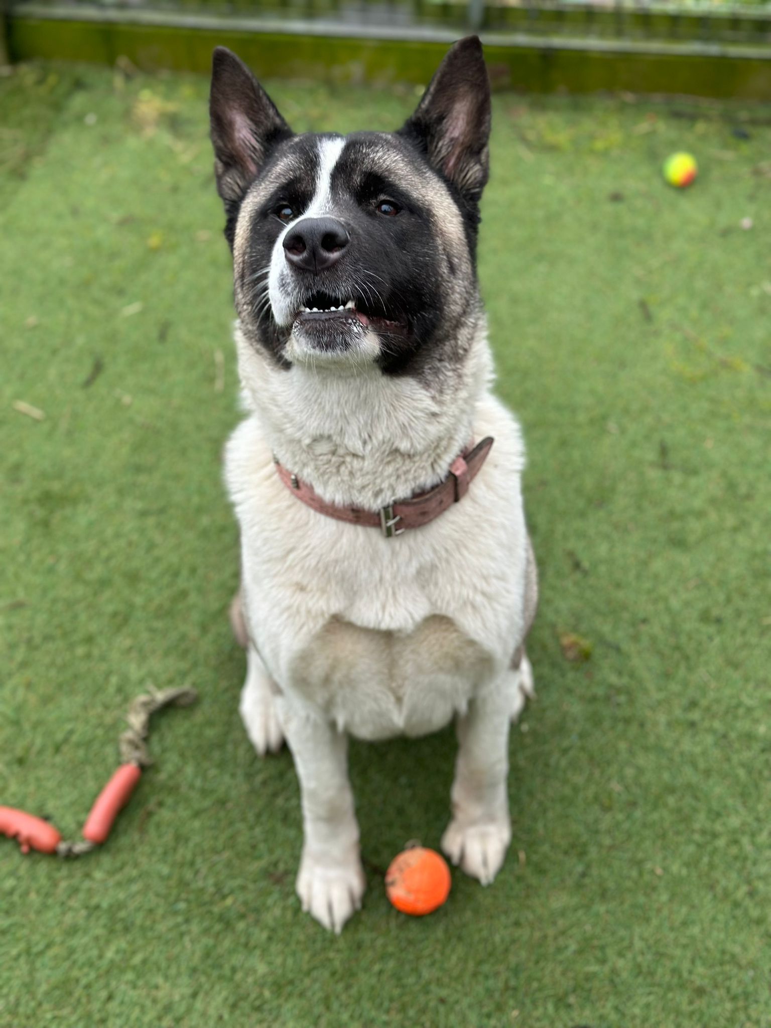 Dogs For Adoption in Sheffield | The Cliffe Kennels
