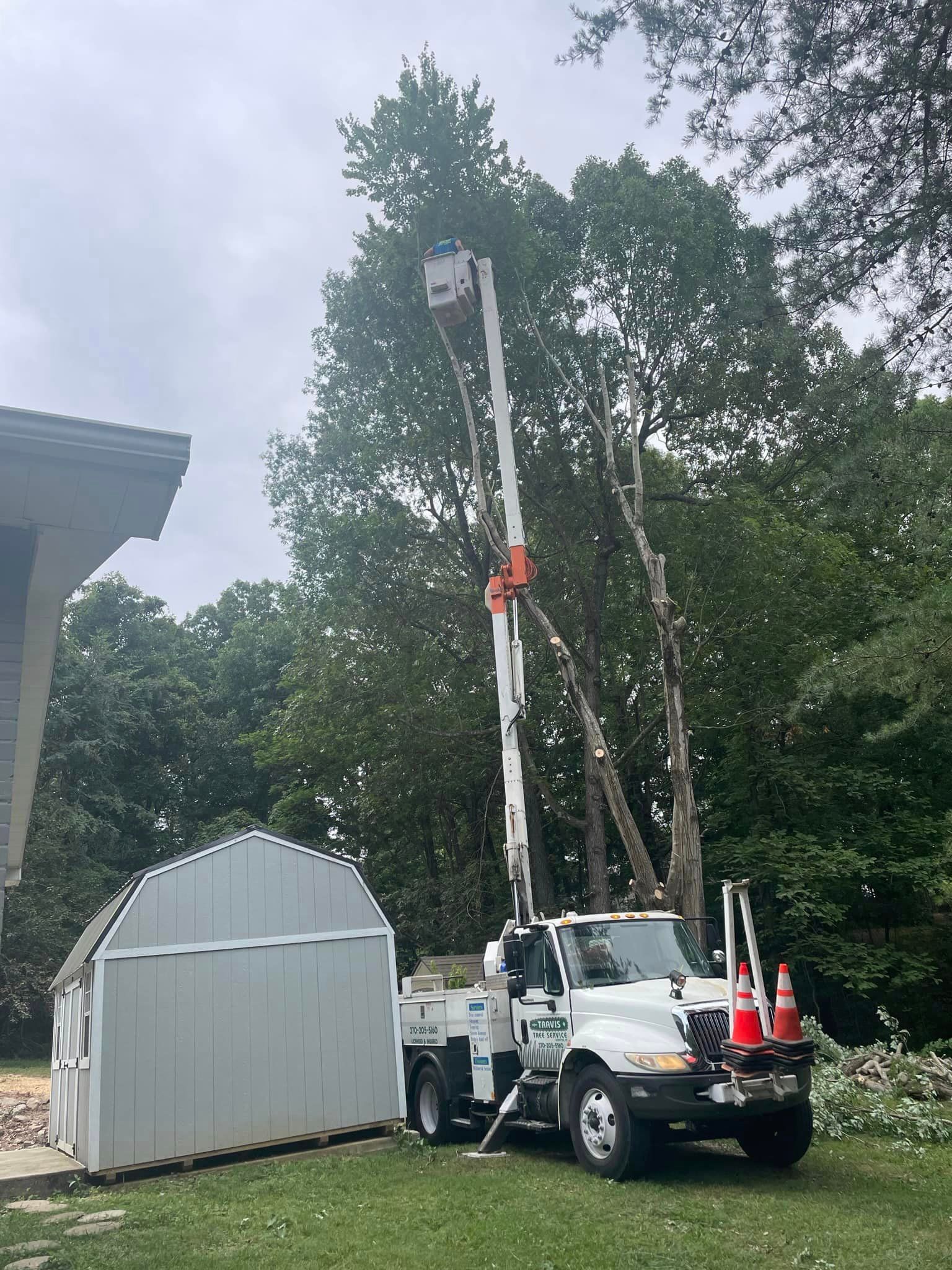 Travis Tree Service | Ledbetter, KY