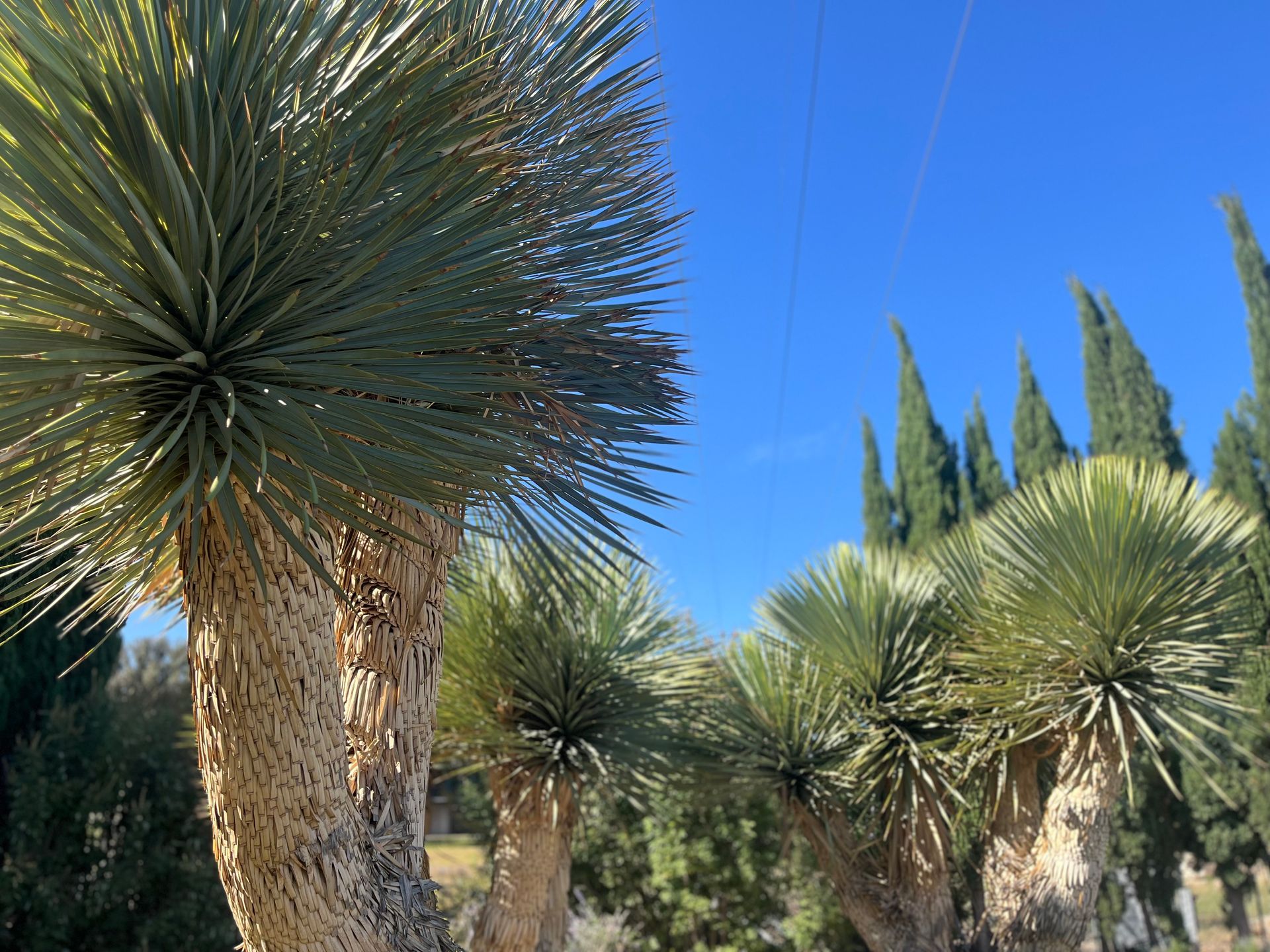 Schedule Commercial Tree Trimming & Care Services | Ascend Landscaping ...
