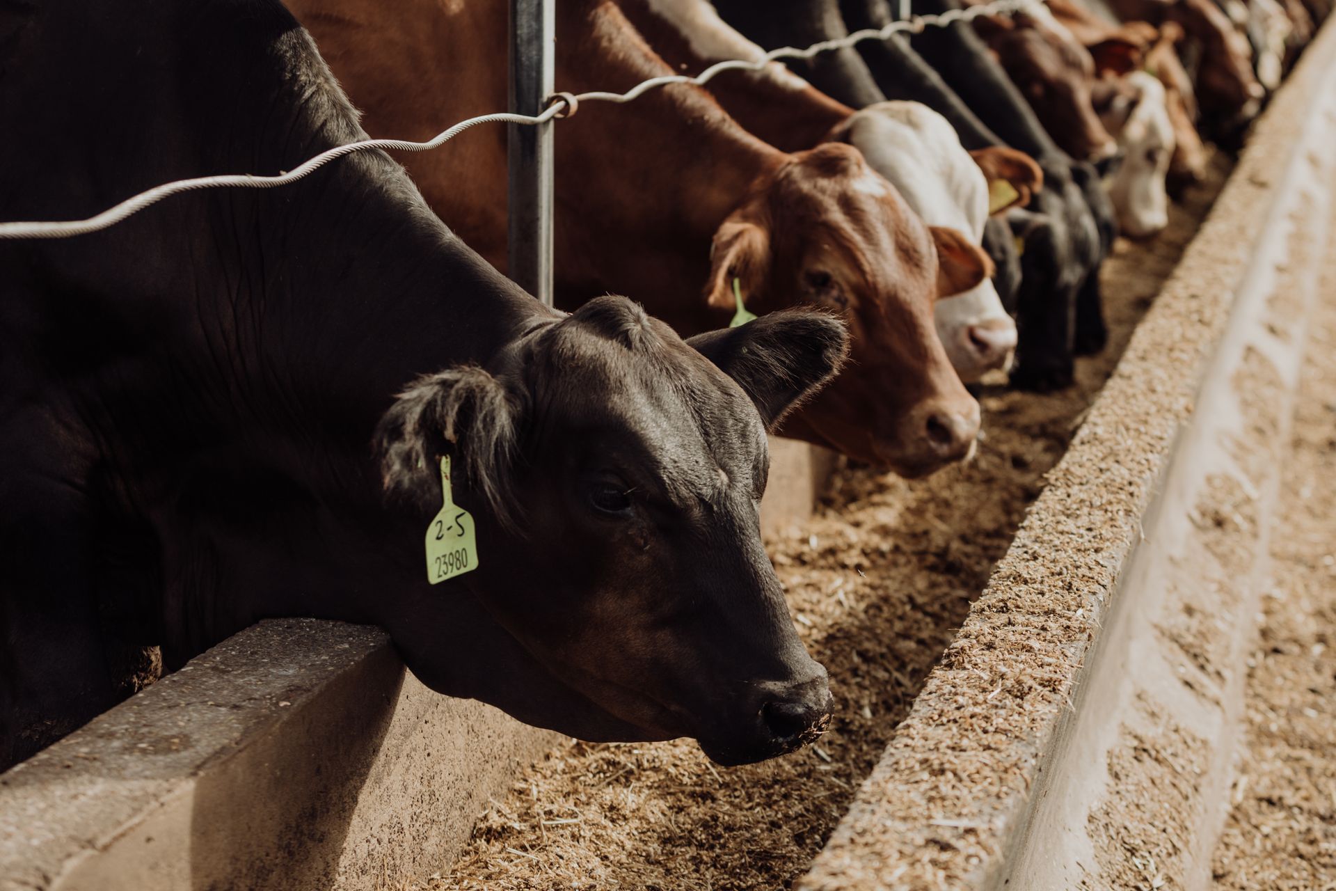 Allied Beef | Australia’s Premium Beef Cattle Partner