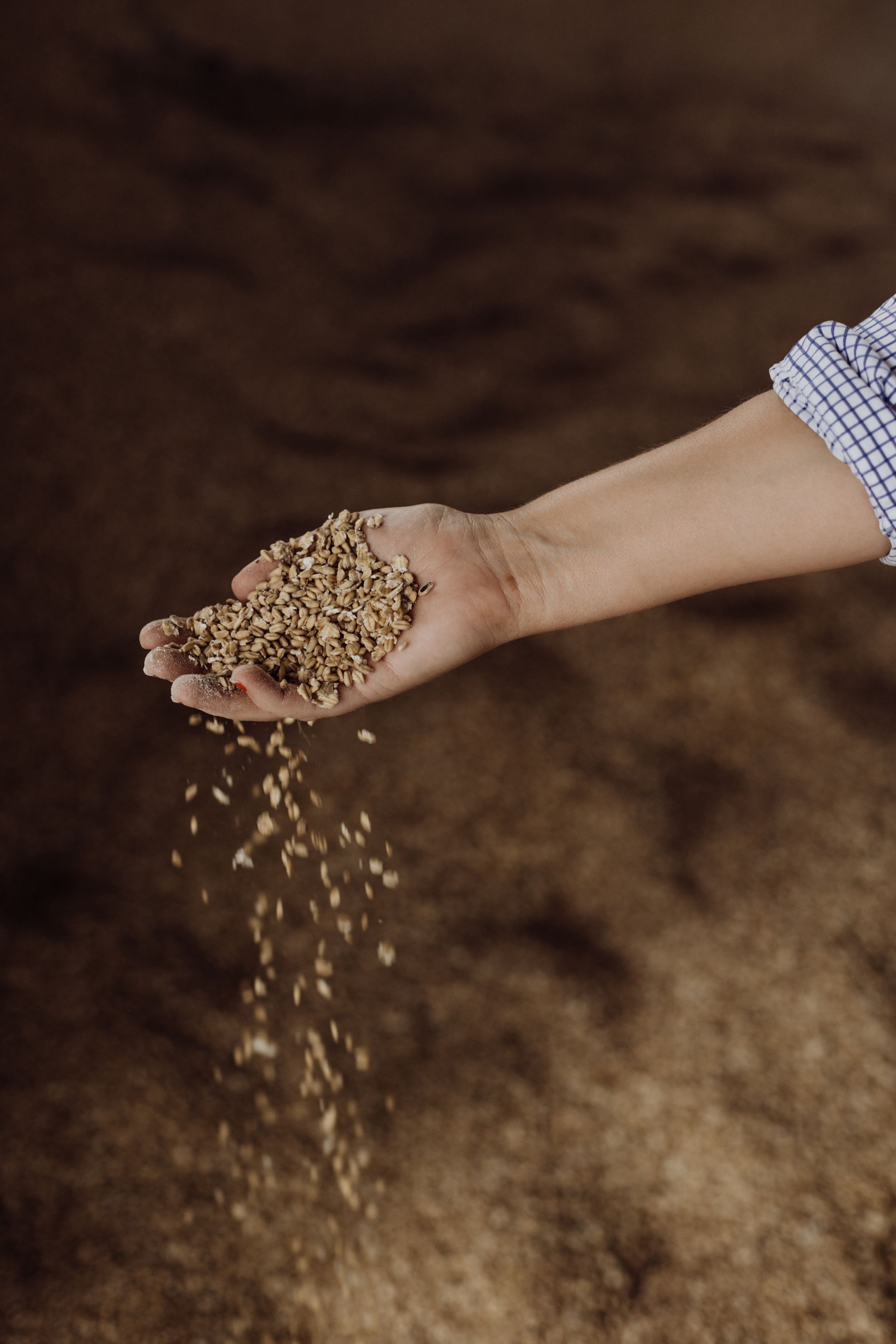 Allied Beef | Australia’s Premium Beef Cattle Partner