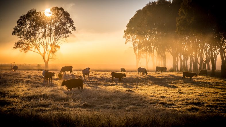 Allied Beef | Australia’s Premium Beef Cattle Partner