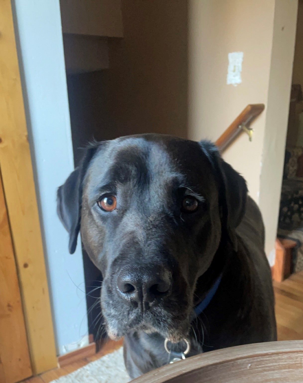 Veterinarian | Riverview, MI | Riverview Animal Hospital