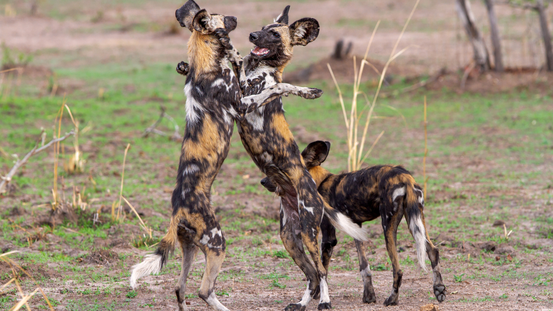 11 Fun Facts about African Wild Dogs