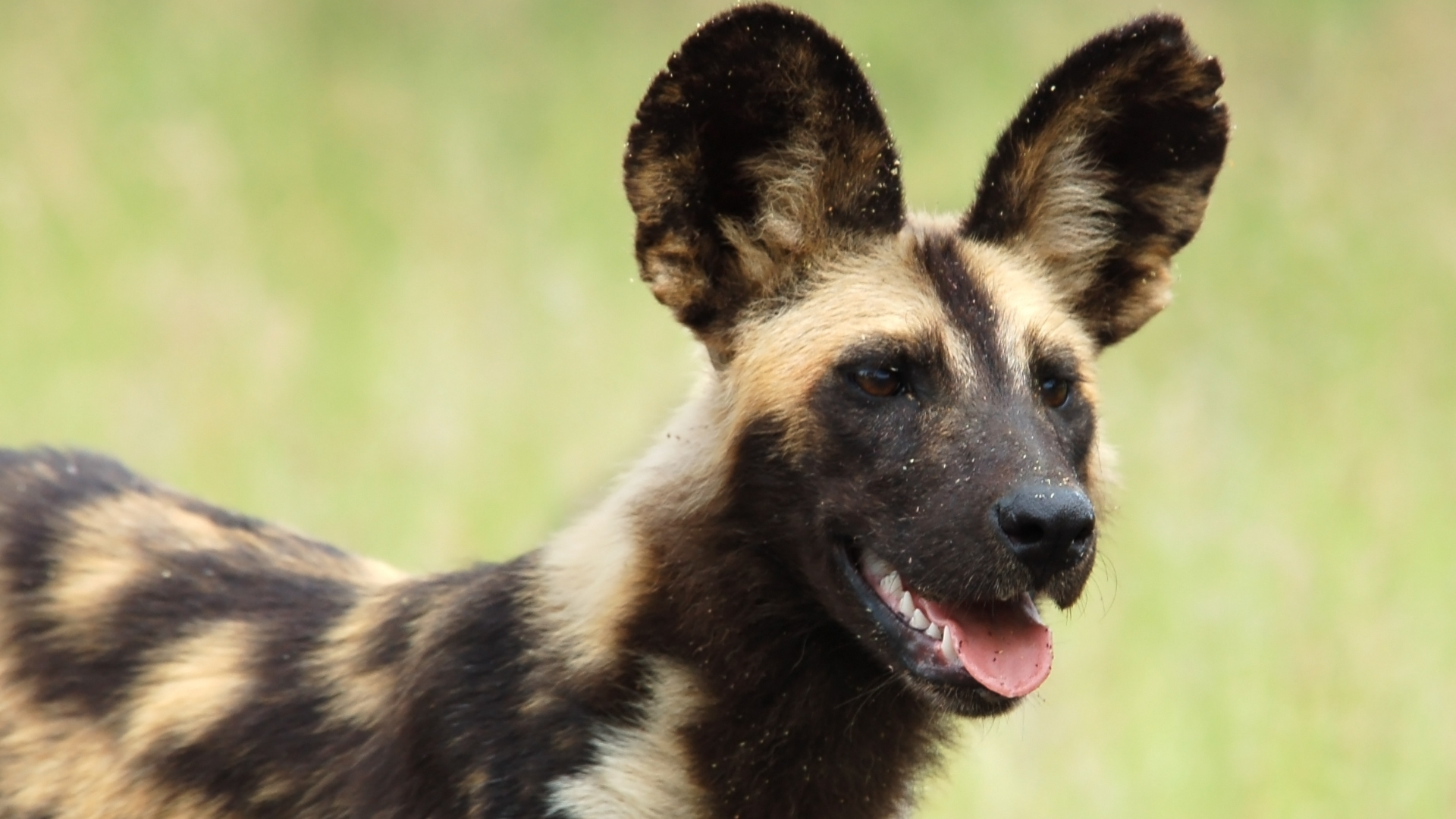 11 Fun Facts about African Wild Dogs