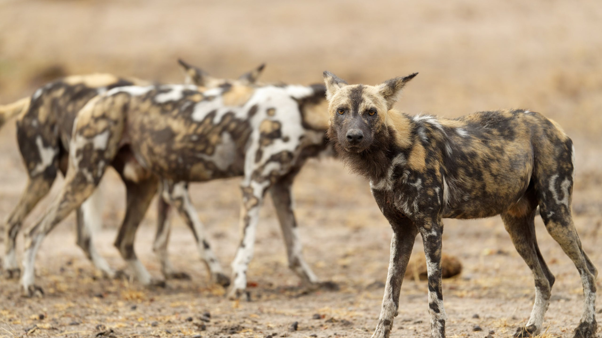 11 Fun Facts about African Wild Dogs
