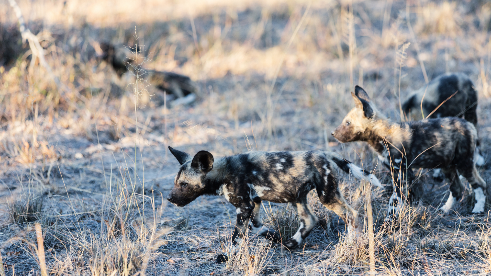 11 Fun Facts about African Wild Dogs