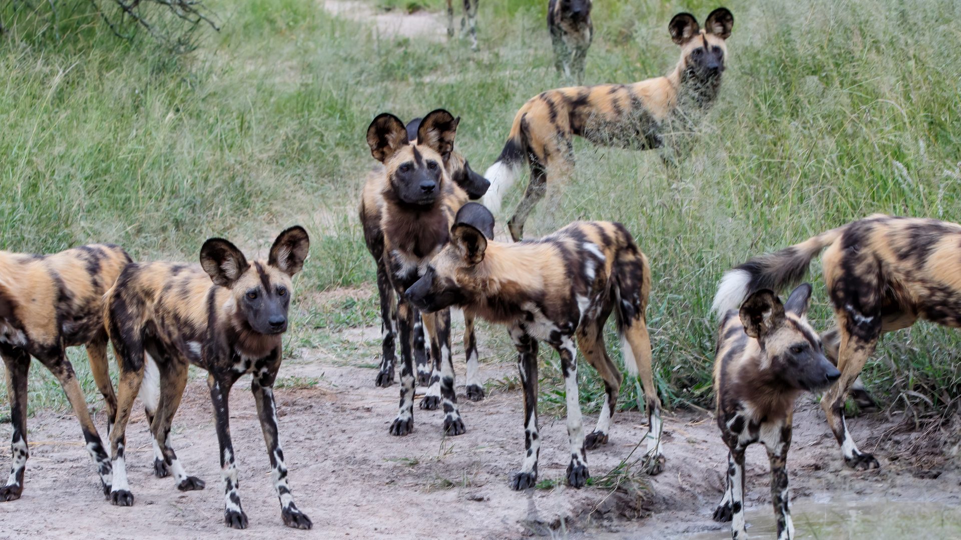 11 Fun Facts about African Wild Dogs