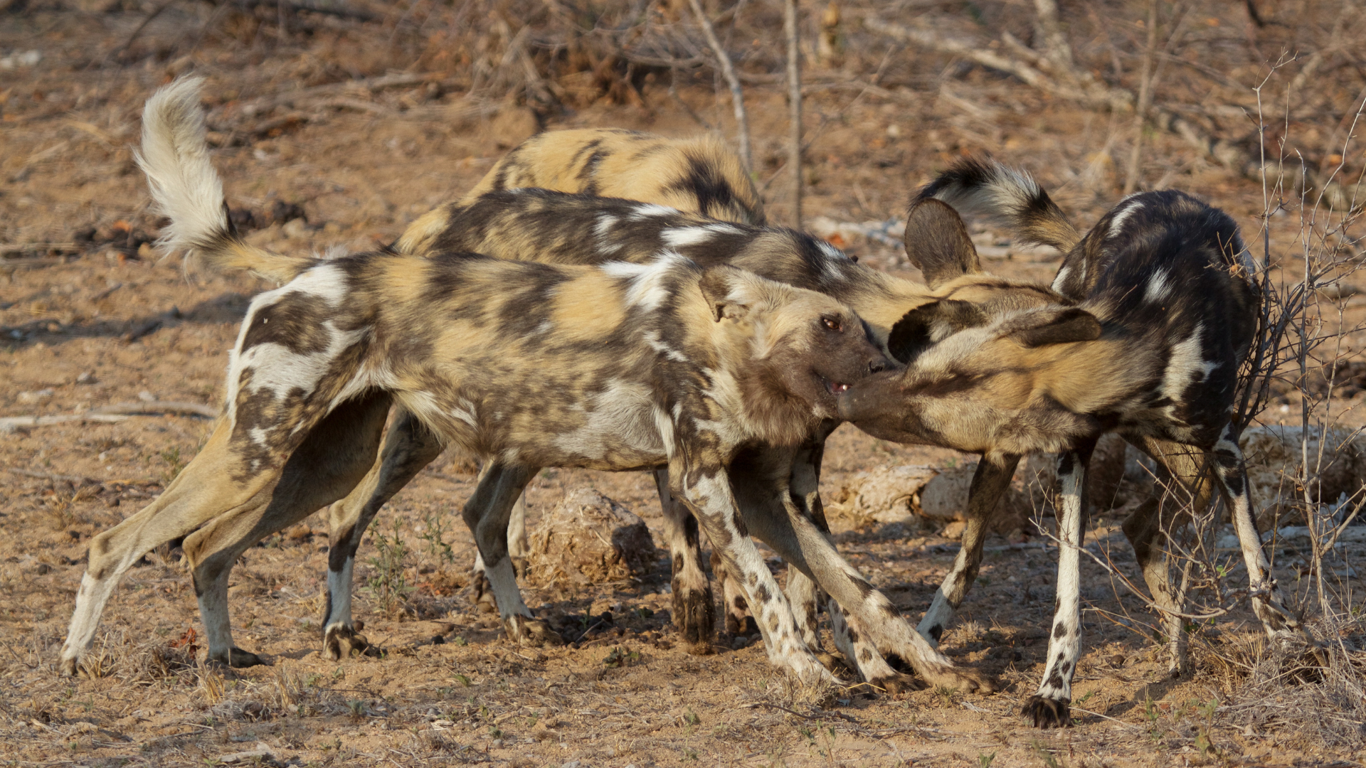 11 Fun Facts about African Wild Dogs