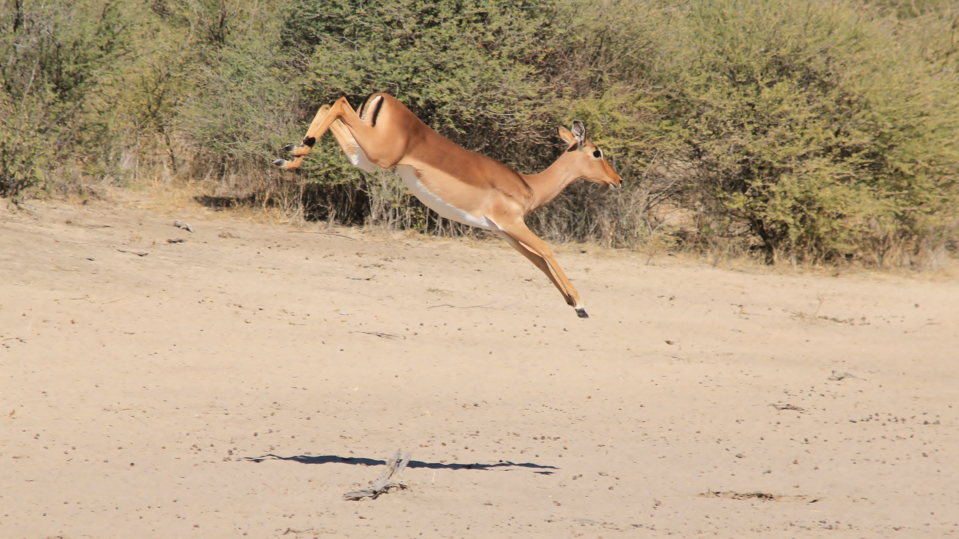 12 Fun Facts about the ubiquitous Impala