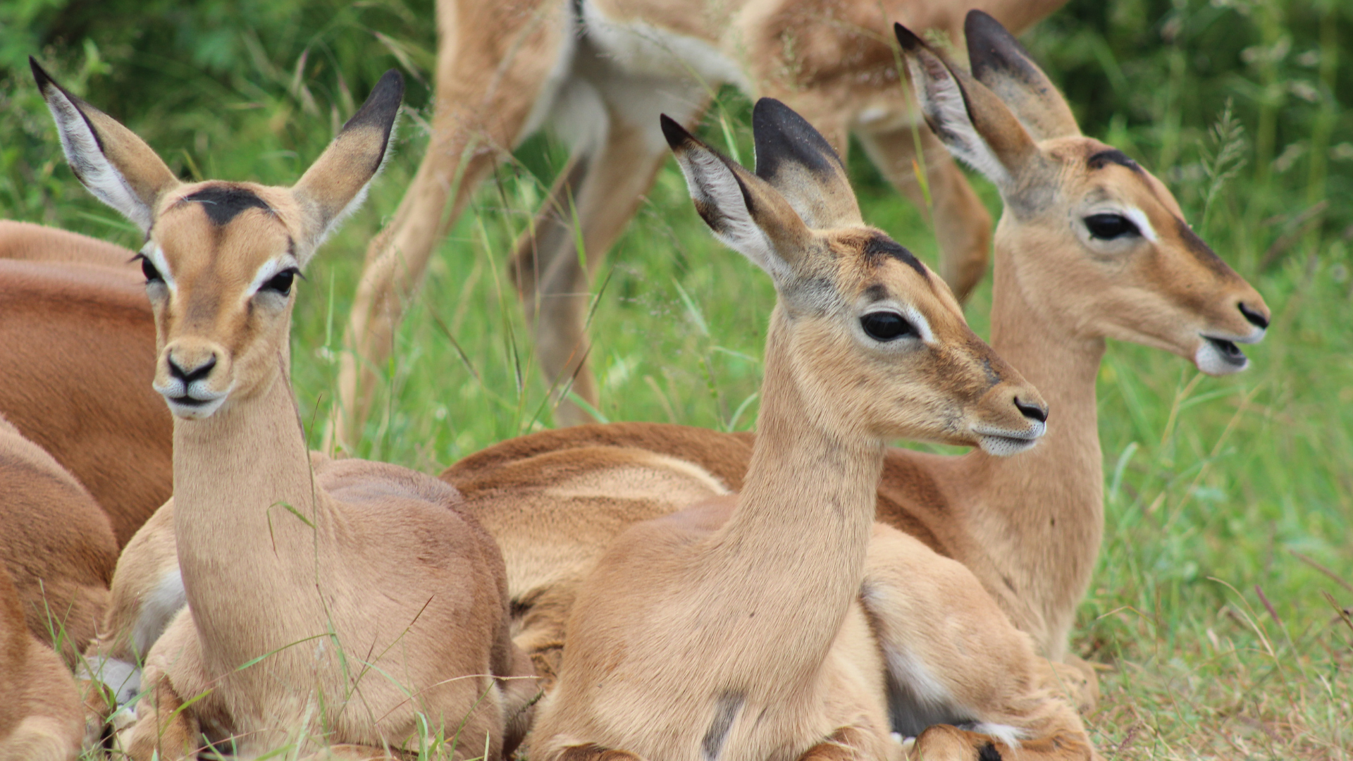 12 Fun Facts about the ubiquitous Impala