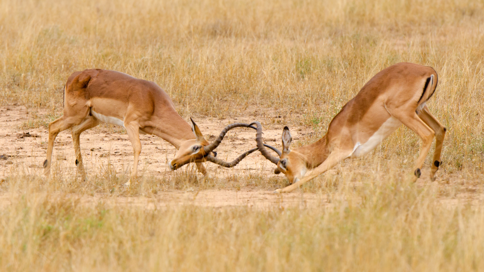 12 Fun Facts about the ubiquitous Impala