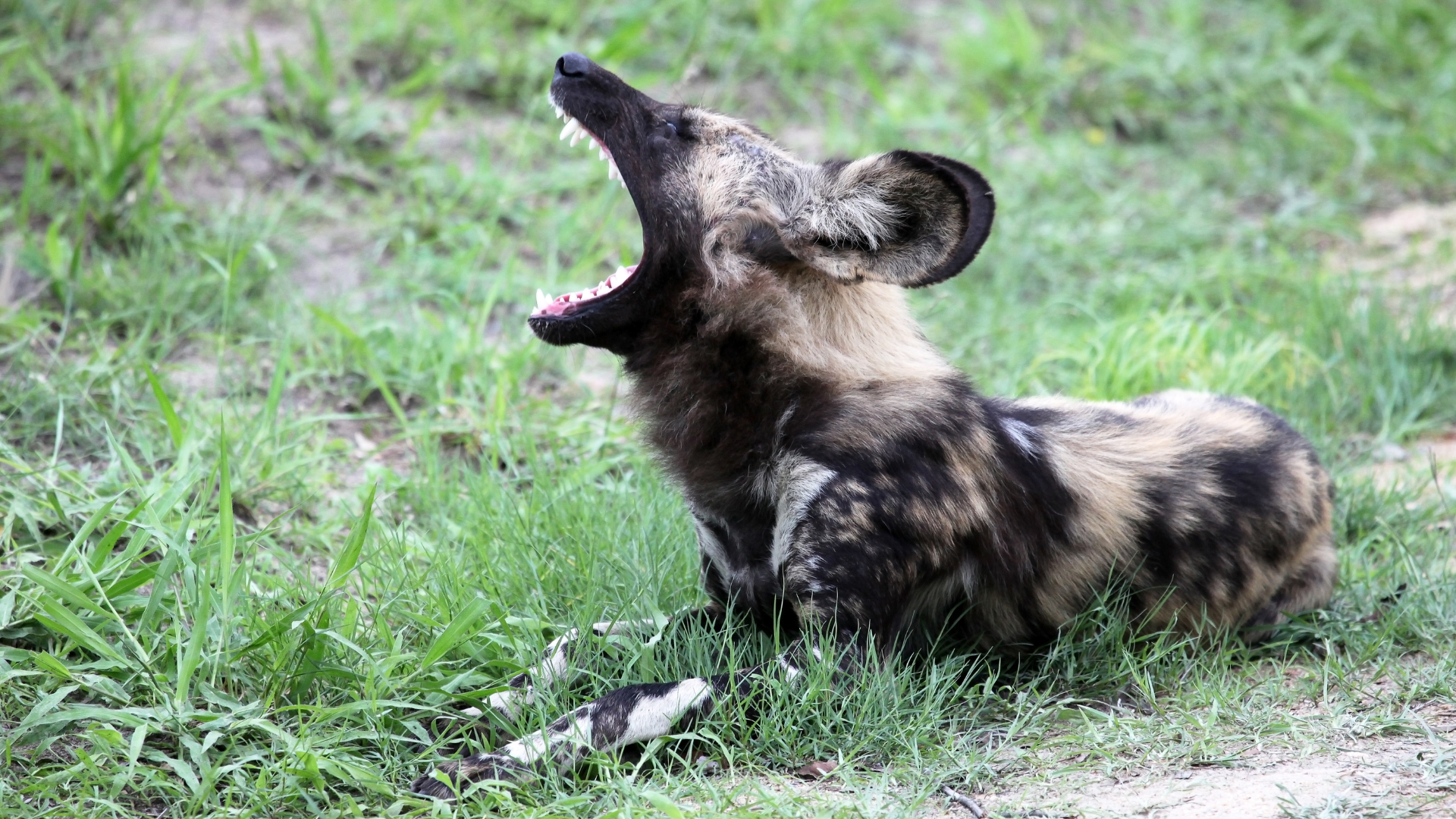 11 Fun Facts about African Wild Dogs