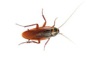 Roach Control | A1 Pest Control | Florida