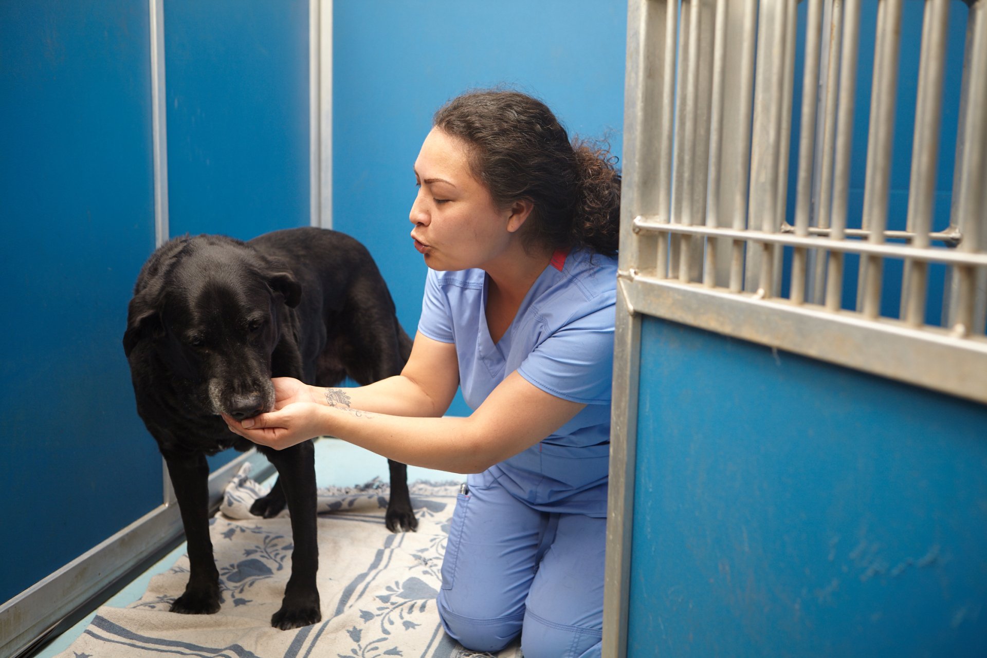 Meet Our Doctors & Staff | Mesquite, TX | Rodeo Drive Vet Hospital