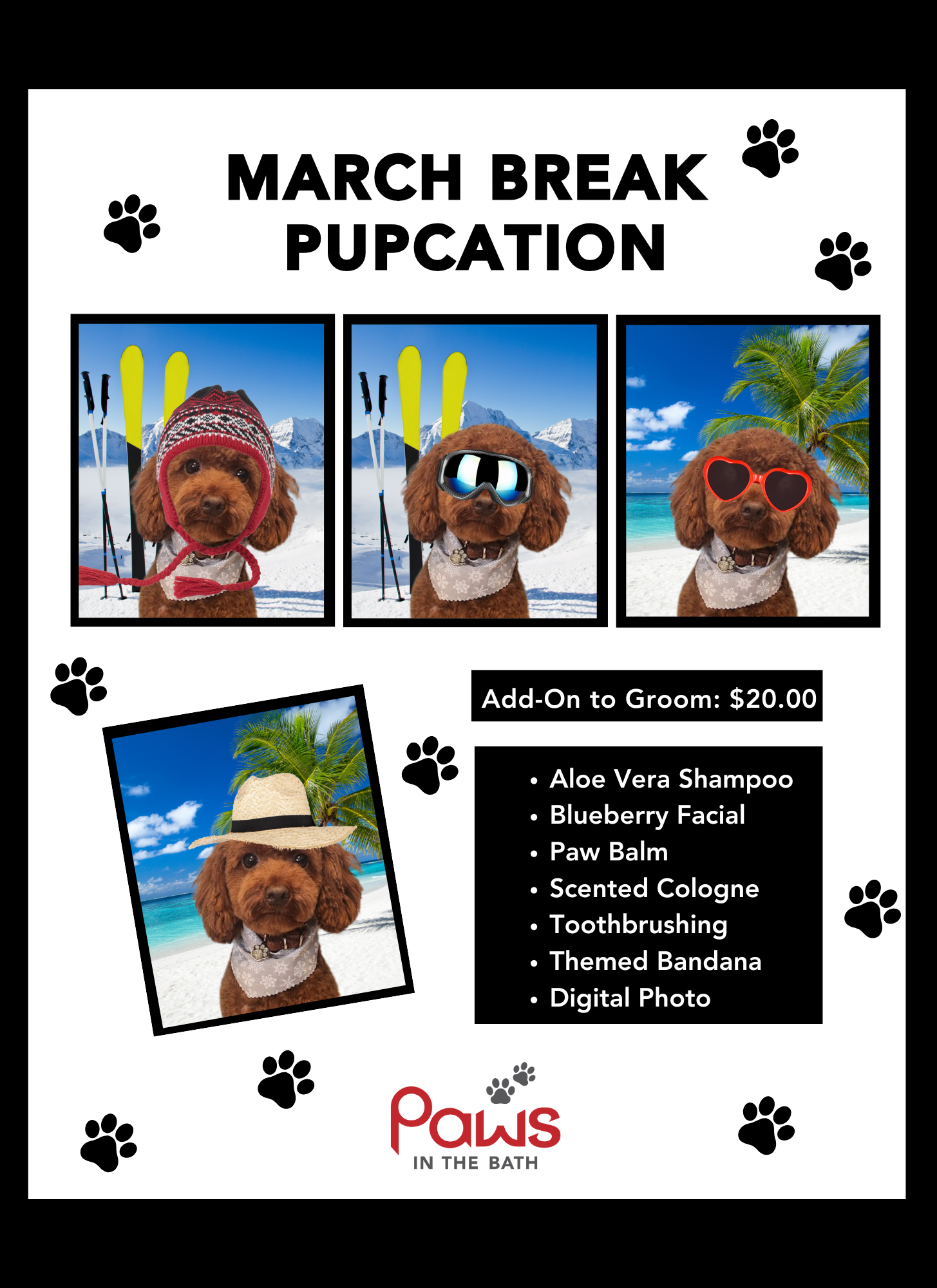 Premier Dog Grooming Services Across the GTA | Paws in the Bath