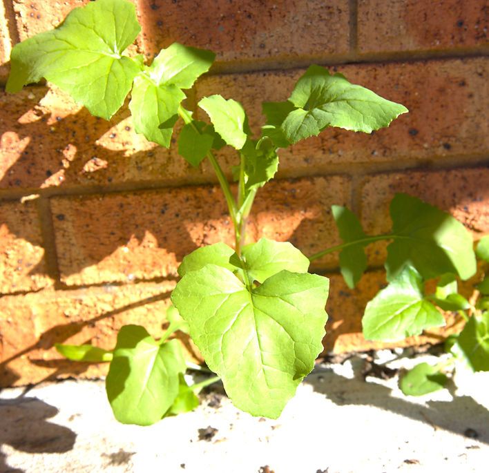 Why do I love weeds?