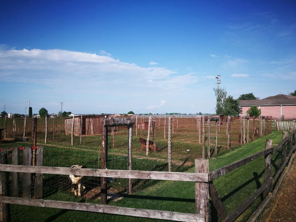 Pensione per cani | Torino, Cuneo, Asti, Piemonte | Casa Mattia