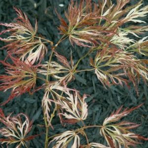 Weeping & Standard Trees | Emerald, VIC | Emerald Gardens