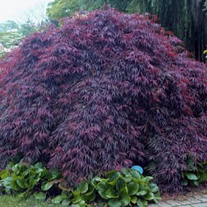 Weeping & Standard Trees | Emerald, VIC | Emerald Gardens
