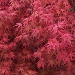 Acer palmatum ‘Bonfire’ Japanese Maple