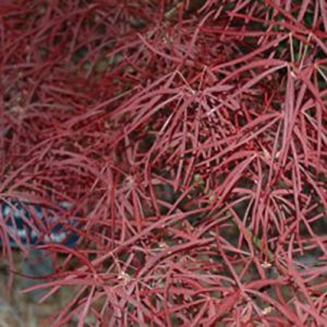 Acer palmatum ‘Red Pygmy’ Japanese Maple