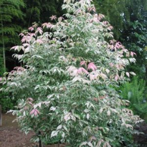 Maples | Emerald, VIC | Emerald Gardens Nursery
