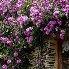 Roses | Emerald, VIC | Emerald Gardens Nursery