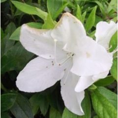 Azaleas | Emerald, VIC | Emerald Gardens Nursery