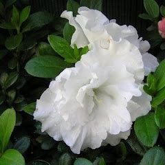 Azaleas | Emerald, VIC | Emerald Gardens Nursery