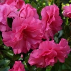 Azaleas | Emerald, VIC | Emerald Gardens Nursery