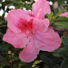 Azaleas | Emerald, VIC | Emerald Gardens Nursery