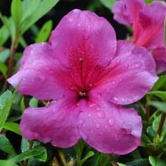 Azaleas | Emerald, VIC | Emerald Gardens Nursery