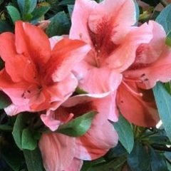 Azaleas | Emerald, VIC | Emerald Gardens Nursery
