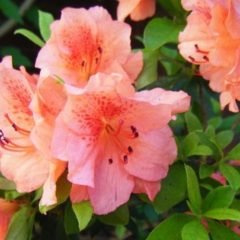 Azaleas | Emerald, VIC | Emerald Gardens Nursery
