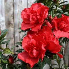 Azaleas | Emerald, VIC | Emerald Gardens Nursery