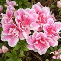 Azaleas | Emerald, VIC | Emerald Gardens Nursery